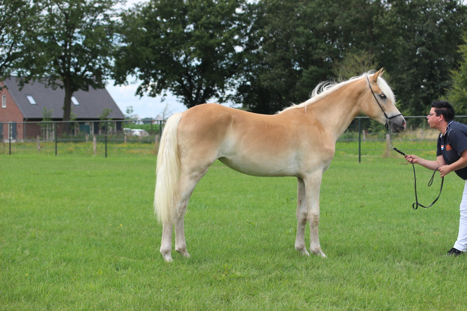 Uitslagen + foto’s CK Zuid Haflingers – KVTH