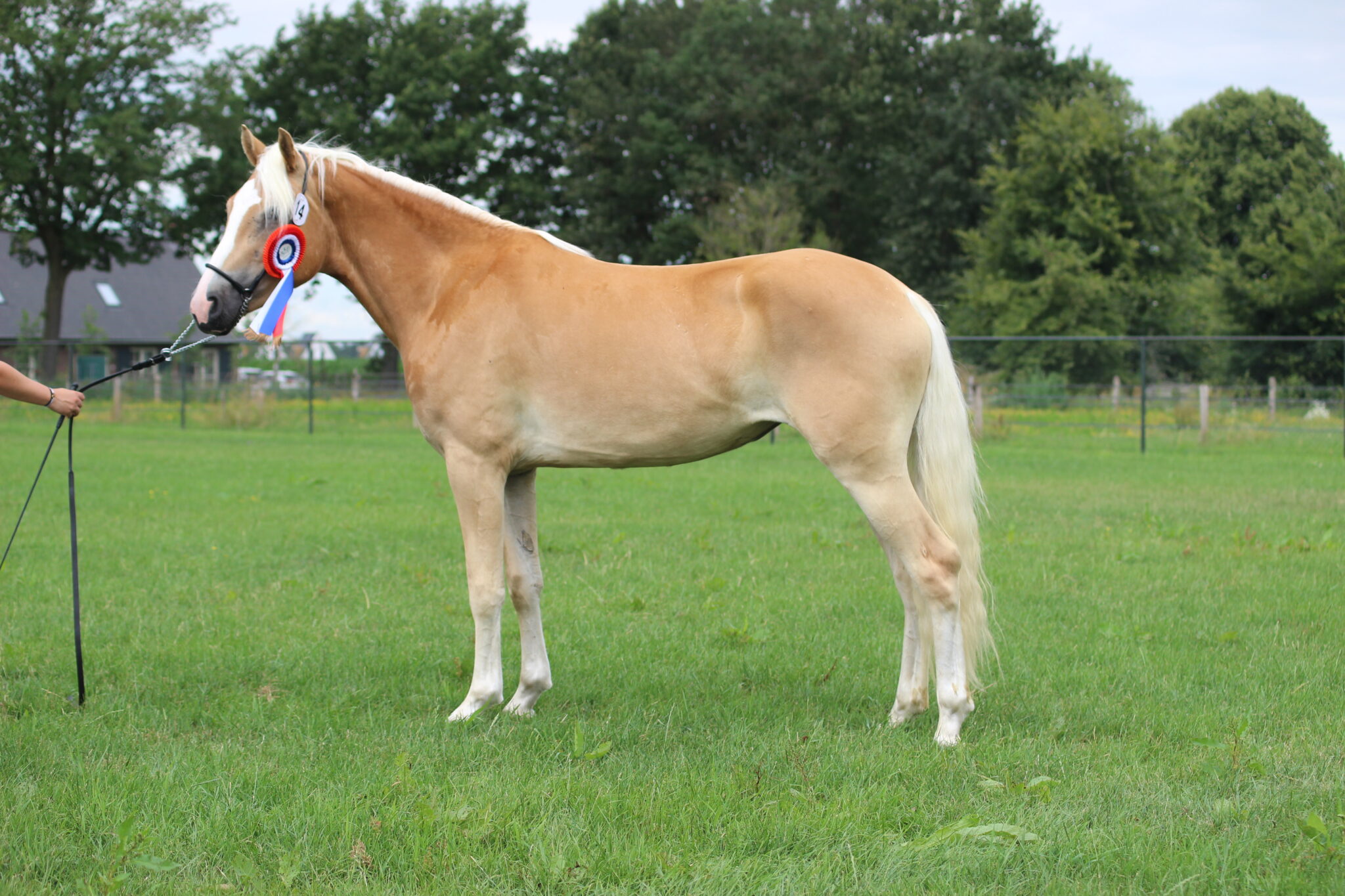 Uitslagen + foto’s CK Zuid Haflingers – KVTH